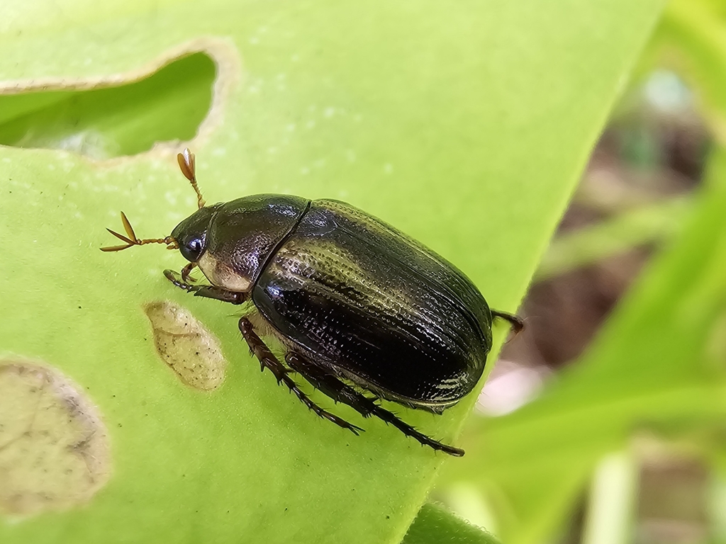 Anomalini from CPH4+98, 77734 Grand Sirenis, Q.R., Mexico on November ...