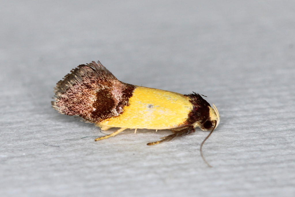 Crepidosceles from Sydney NSW, Australia on December 13, 2023 at 08:45 ...