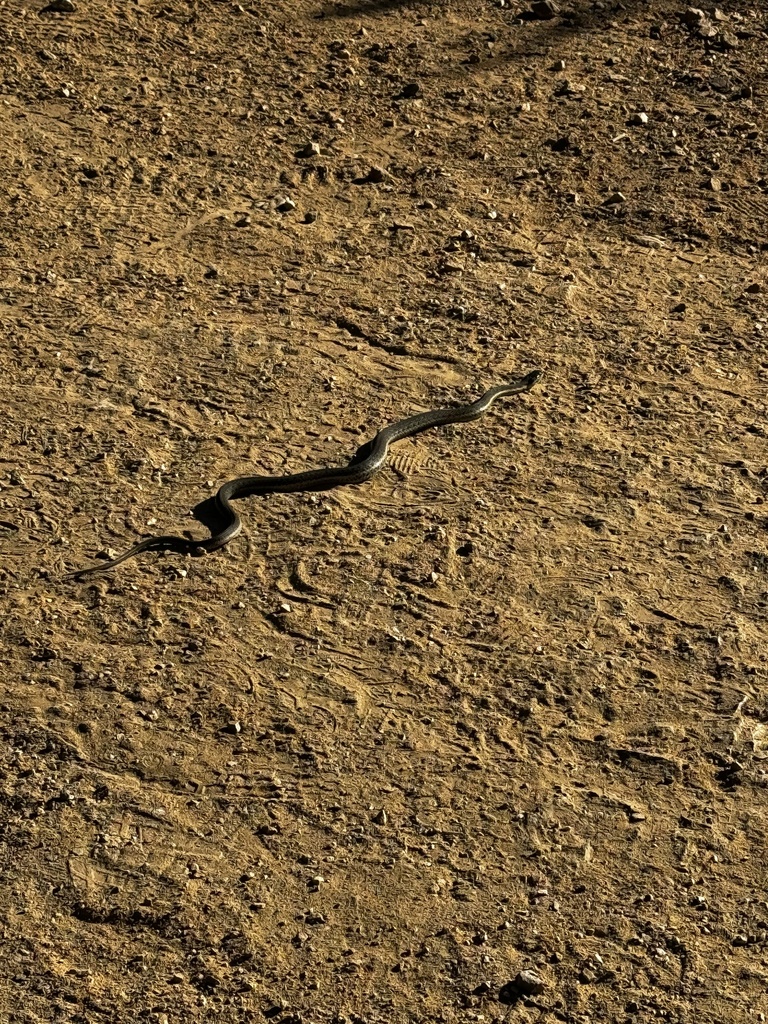 Two-striped Garter Snake in December 2023 by jrho · iNaturalist