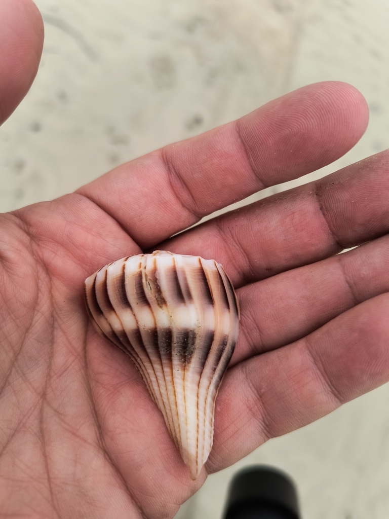 Texas Lightning Whelk from Padre Island, Corpus Christi, TX, USA on December 13, 2023 at 02:55 ...