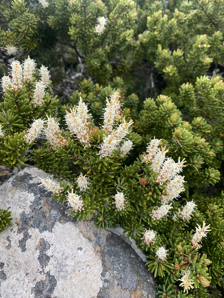 (Orites) - Botanical Realm