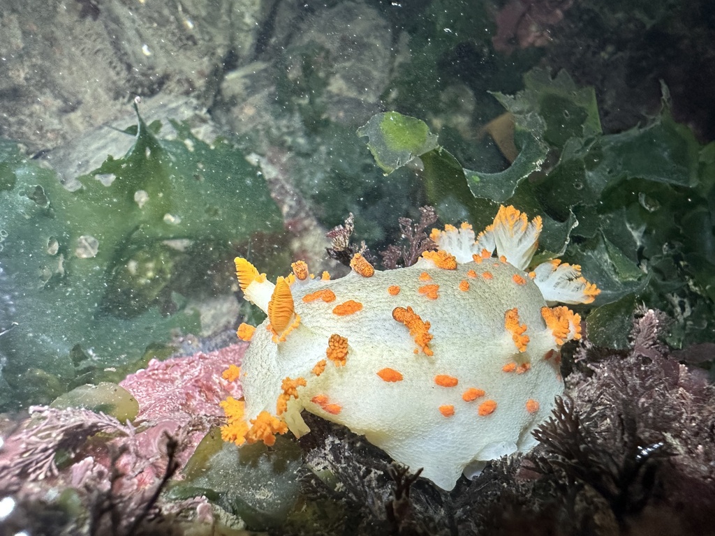 Modest Clown Dorid from Northwest Pass, Samish TDSA, WA, US on December ...