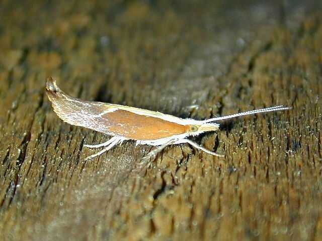Honeysuckle Moth from South Fork Museum, Bridgehampton, NY 11932, USA ...