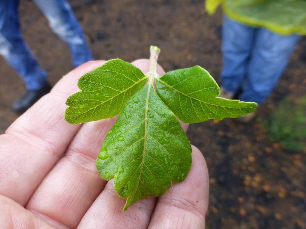 Wild currant from Paarl Mountain Nature Reserve, Paarl, 7620, South ...