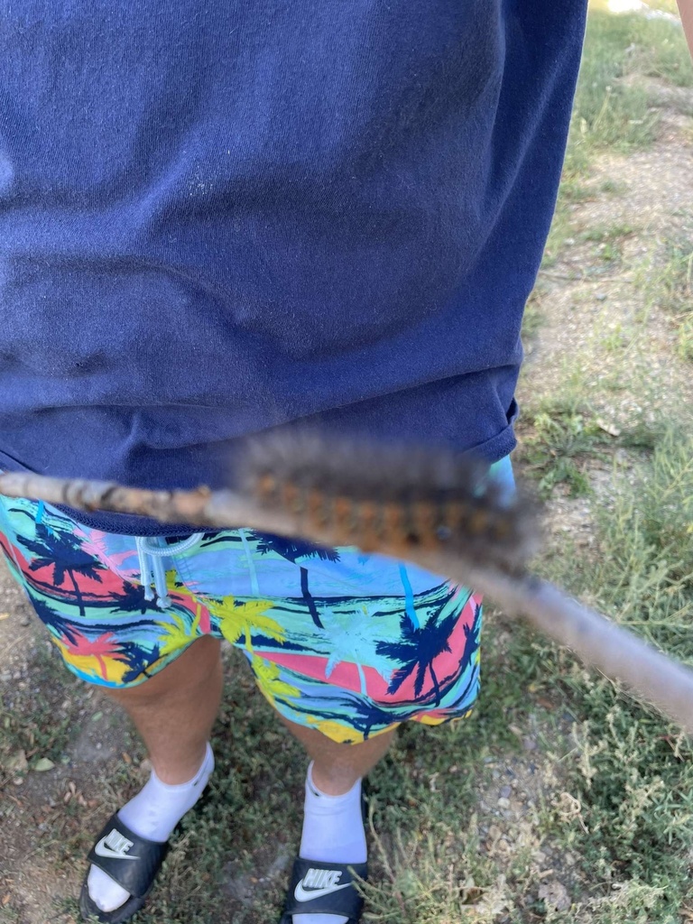 Salt Marsh Moth from Manti-La Sal National Forest, Huntington, UT, US ...