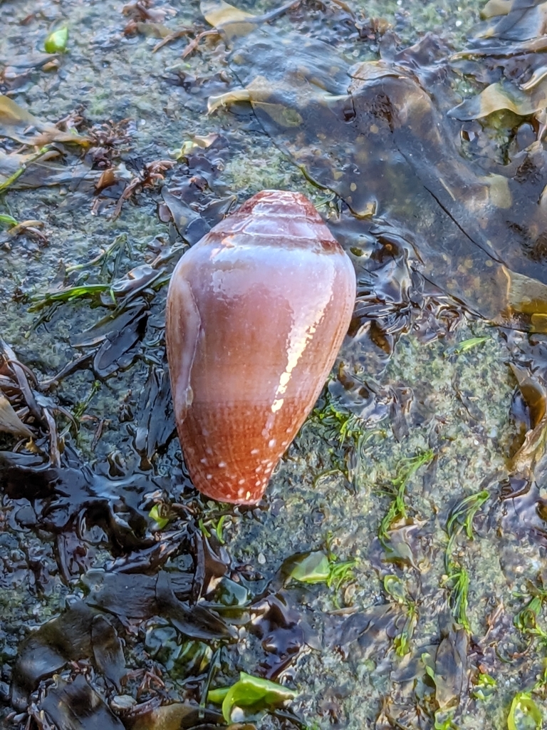 California Cone from Malibu, CA 90265, USA on December 13, 2023 at 04: ...
