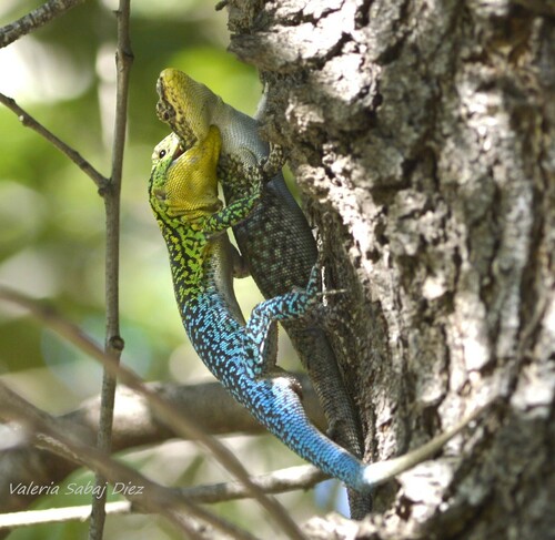 Blue-Green Smooth-throated Lizard (Liolaemus tenuis) - Snakes and Lizards