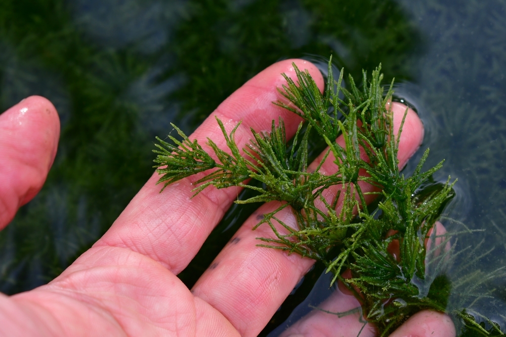 muskgrass in December 2023 by Joey Santore. Closest relative to the ...