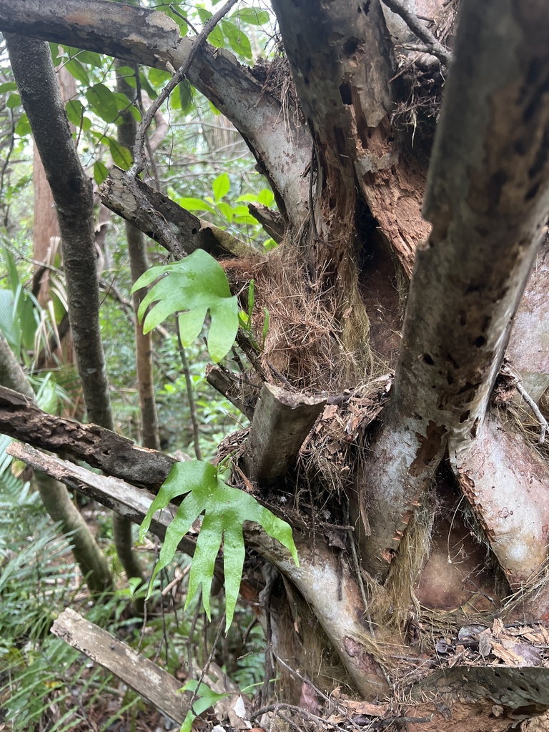 hand fern in December 2023 by Susan Fawcett · iNaturalist