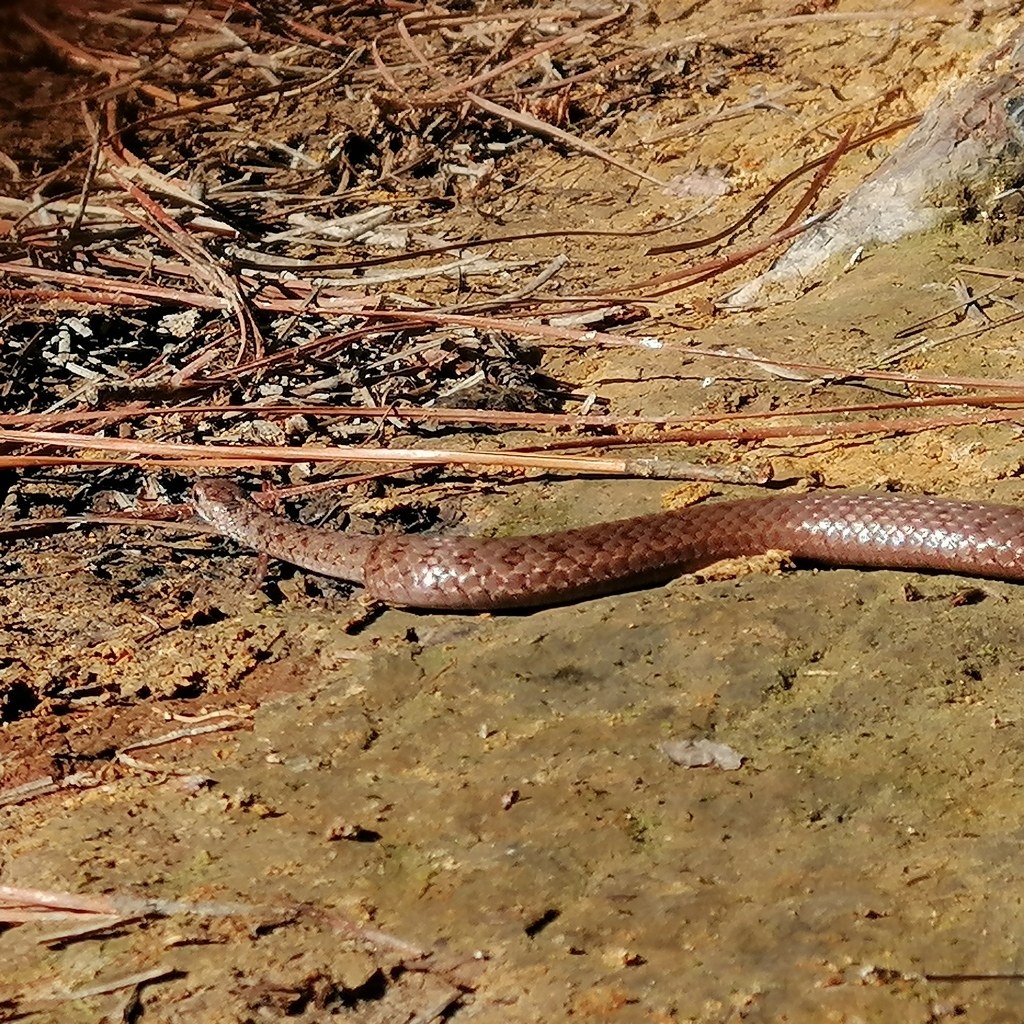 Mexican Brown Snake from Jacarandas, Cuernavaca, Mor., México on ...
