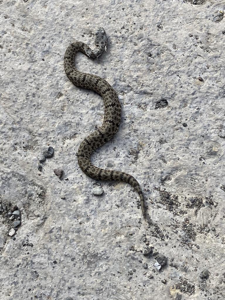 Mottled Rock Rattlesnake from Big Bend Ranch State Park, Presidio, TX ...