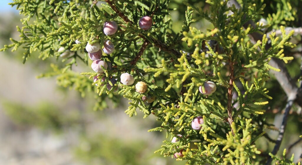 redberry juniper from Yavapai County, AZ, USA on December 13, 2023 at ...
