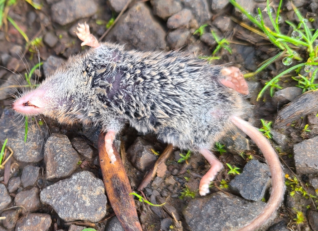Long-tailed Shrews from HBRA Lane County, OR, USA on December 13, 2023 ...