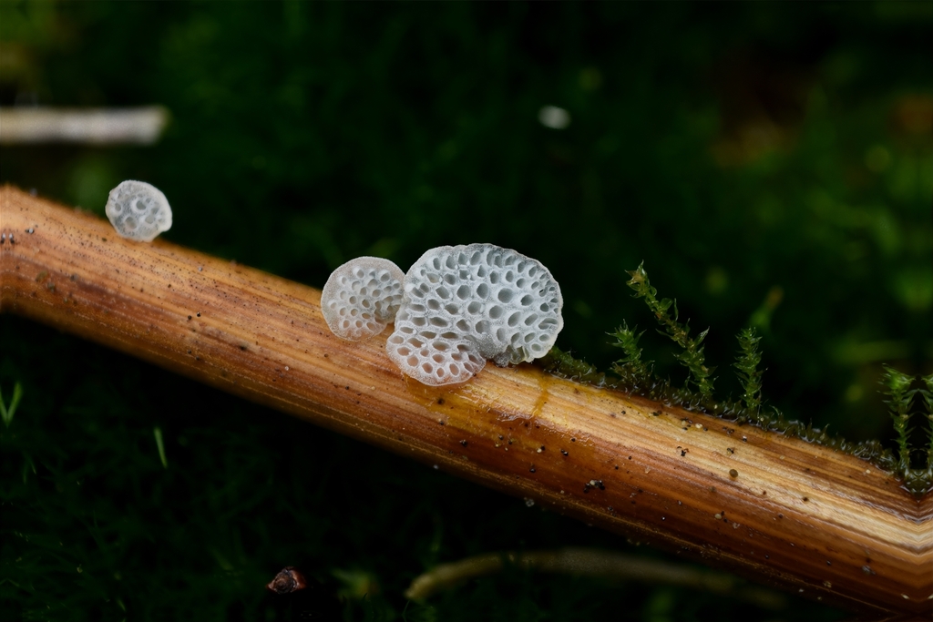 Favolaschia from Newport, OR, USA on December 11, 2023 at 05:01 PM by ...