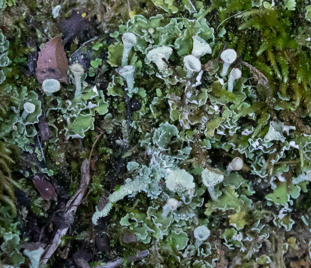 Pixie Cup Lichens from Contra Costa County, CA, USA on December 12, 2023 at 11:43 AM by Dan ...