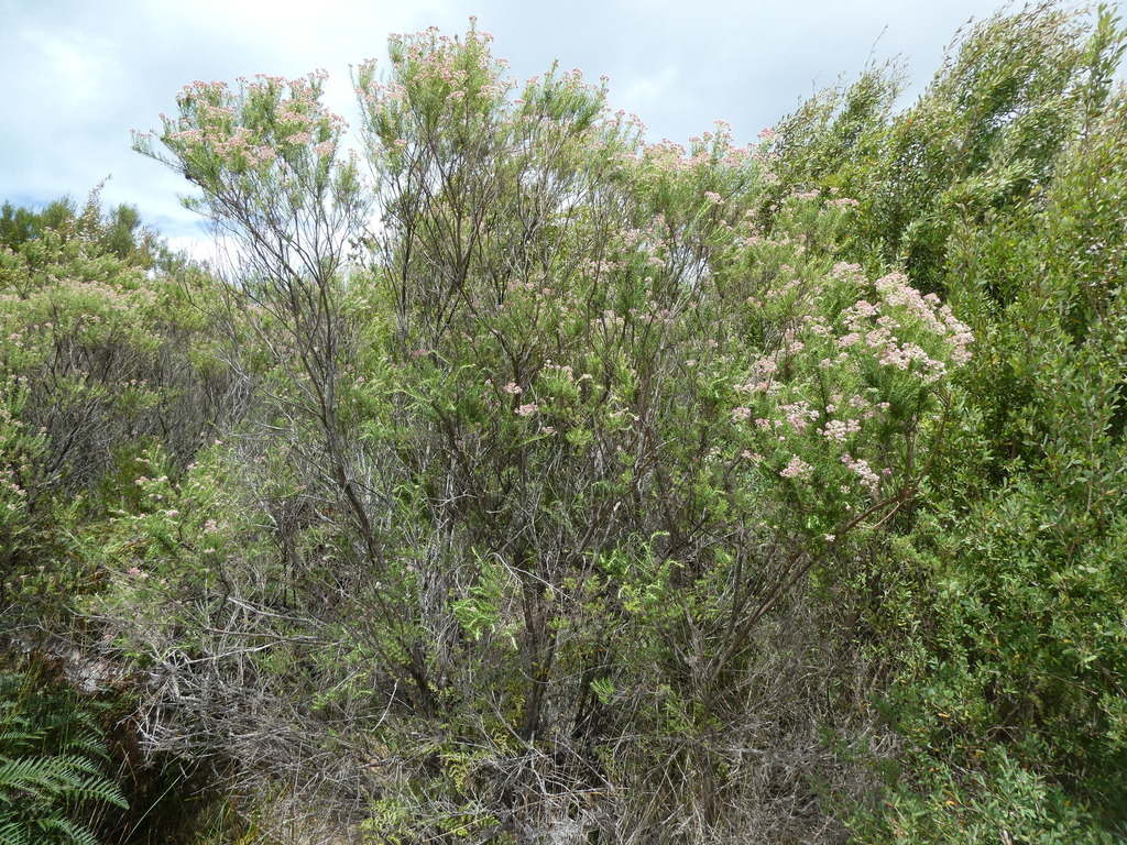 Common Cassinia from Sea Elephant TAS 7256, Australia on November 30 ...