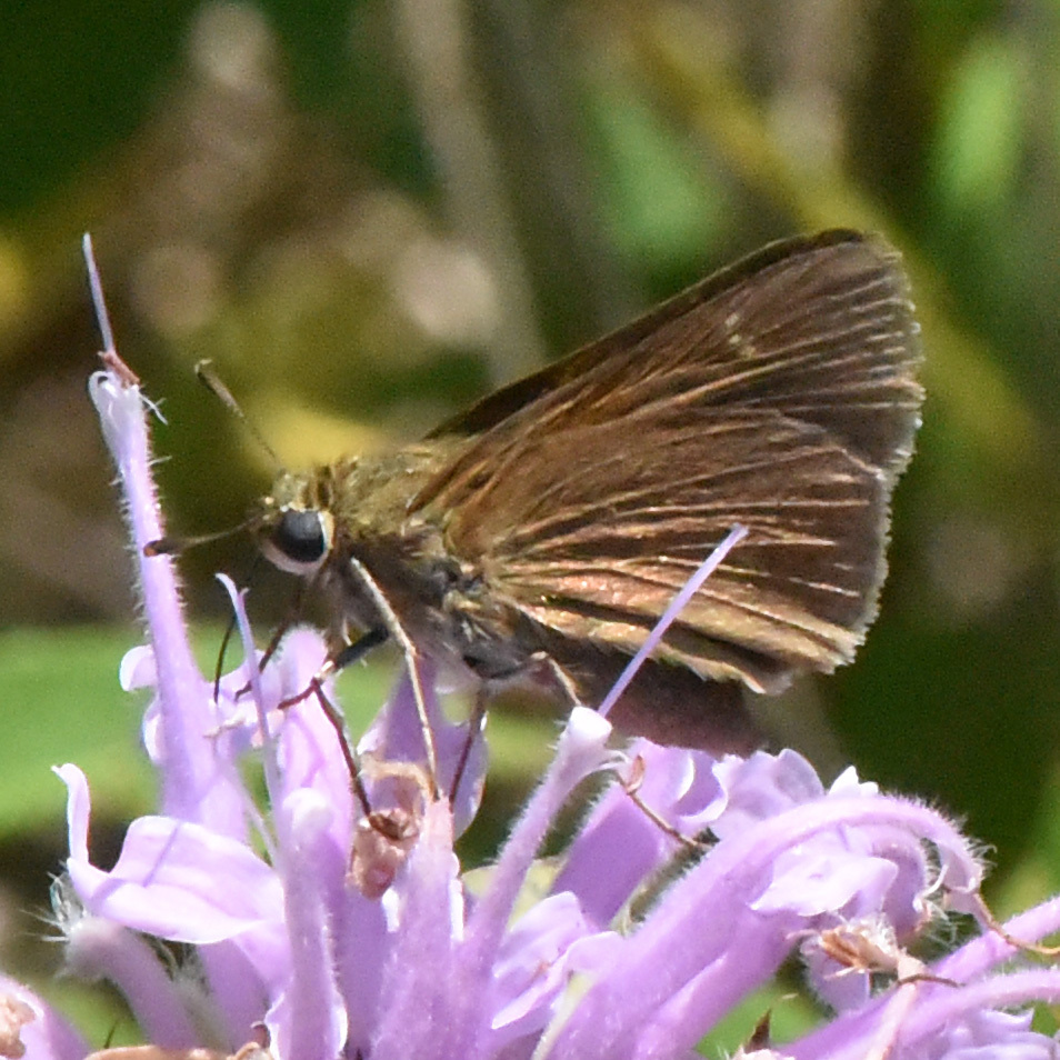 Crossline Skipper from Starke County, IN, USA on July 14, 2023 at 01:14 ...