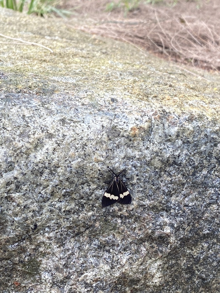 Australian magpie moth from Bass Strait, Mount Martha, VIC, AU on ...