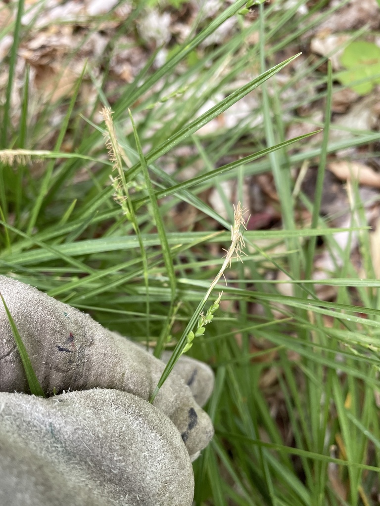 slender woodland sedge from Norfolk County, ON, CA on June 9, 2023 at ...