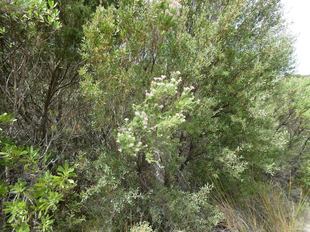 Common Cassinia from Sea Elephant TAS 7256, Australia on November 30 ...