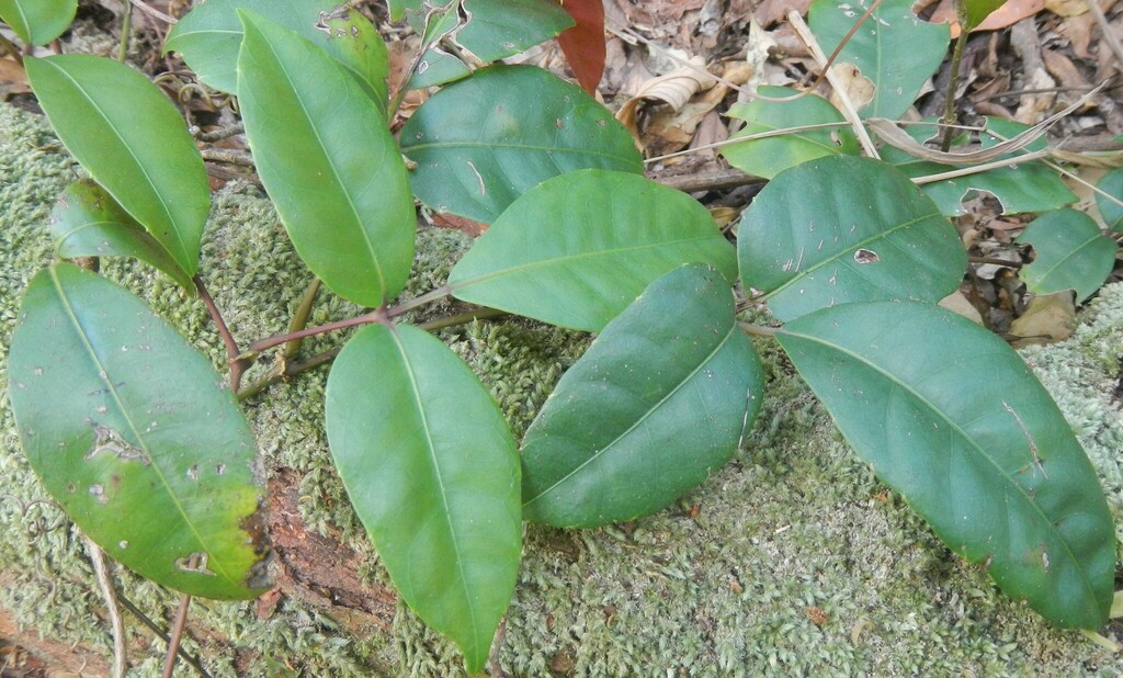Native Grape from Montville QLD 4560, Australia on December 13, 2023 at ...