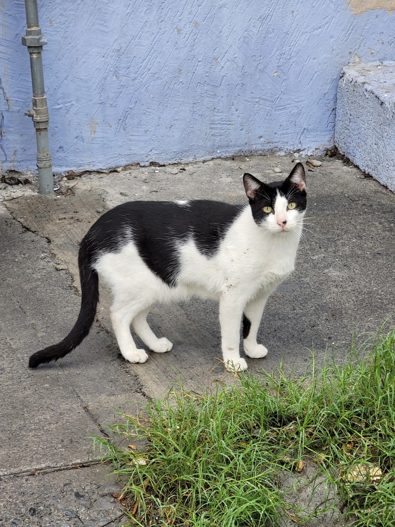 Domestic Cat from Sin Nombre de Col 1, Cdad. Apodaca, N.L., México on ...