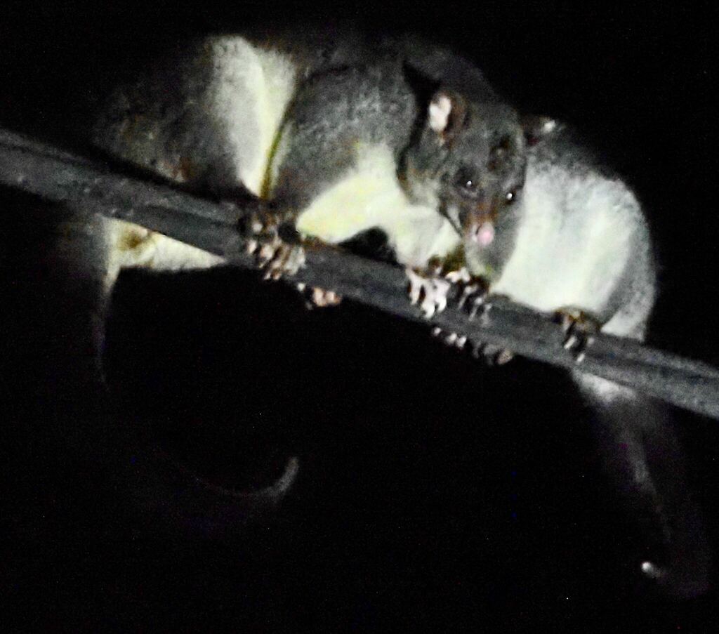Short-eared Brushtail Possum from Tamborine Mountain Knoll National ...
