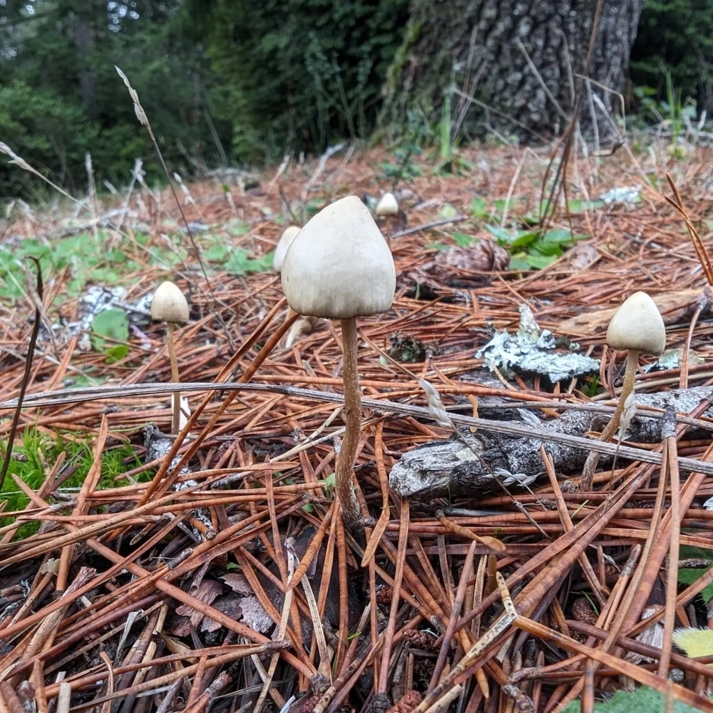 Psilocybe pelliculosa from Dunes City, OR 97439, USA on December 13 ...