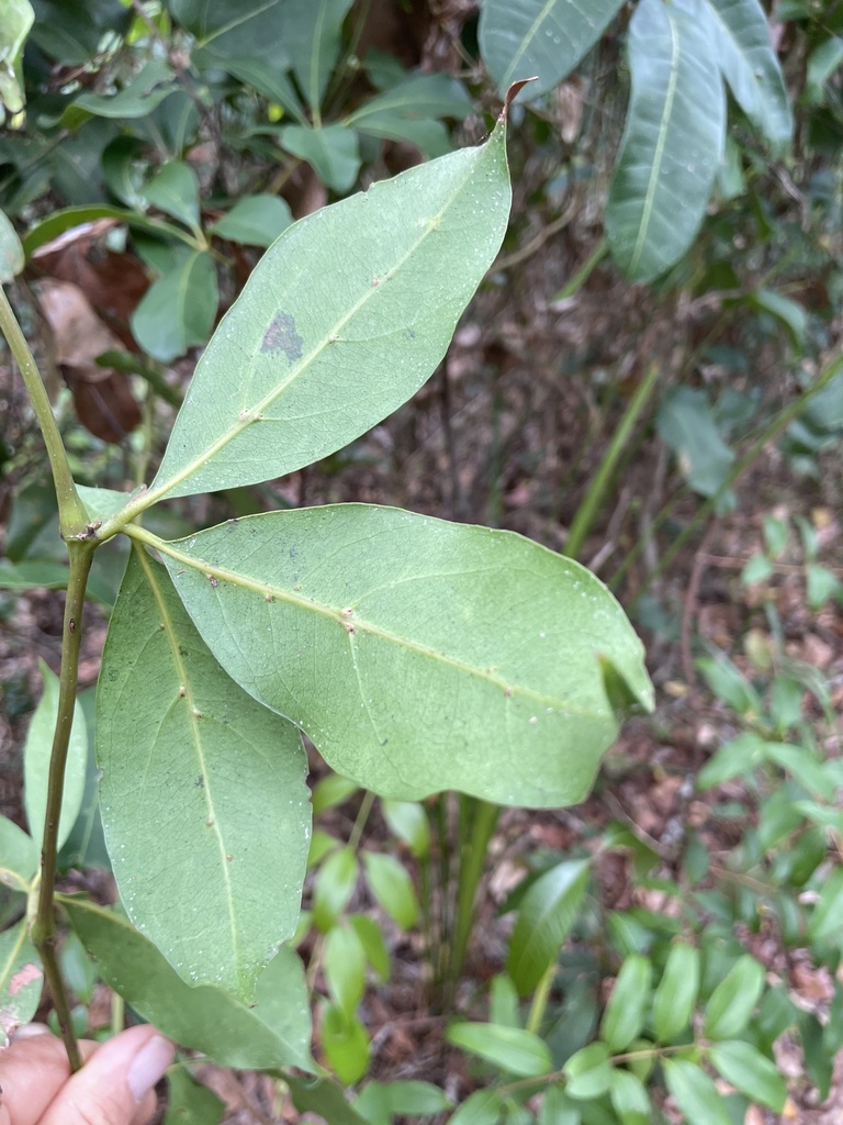 Yaroong from Bongil Bongil National Park, Bundagen, NSW, AU on December ...
