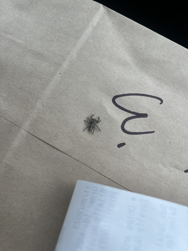 Tan Jumping Spider from NJ-73 N, Berlin, NJ, US on November 26, 2023 at ...