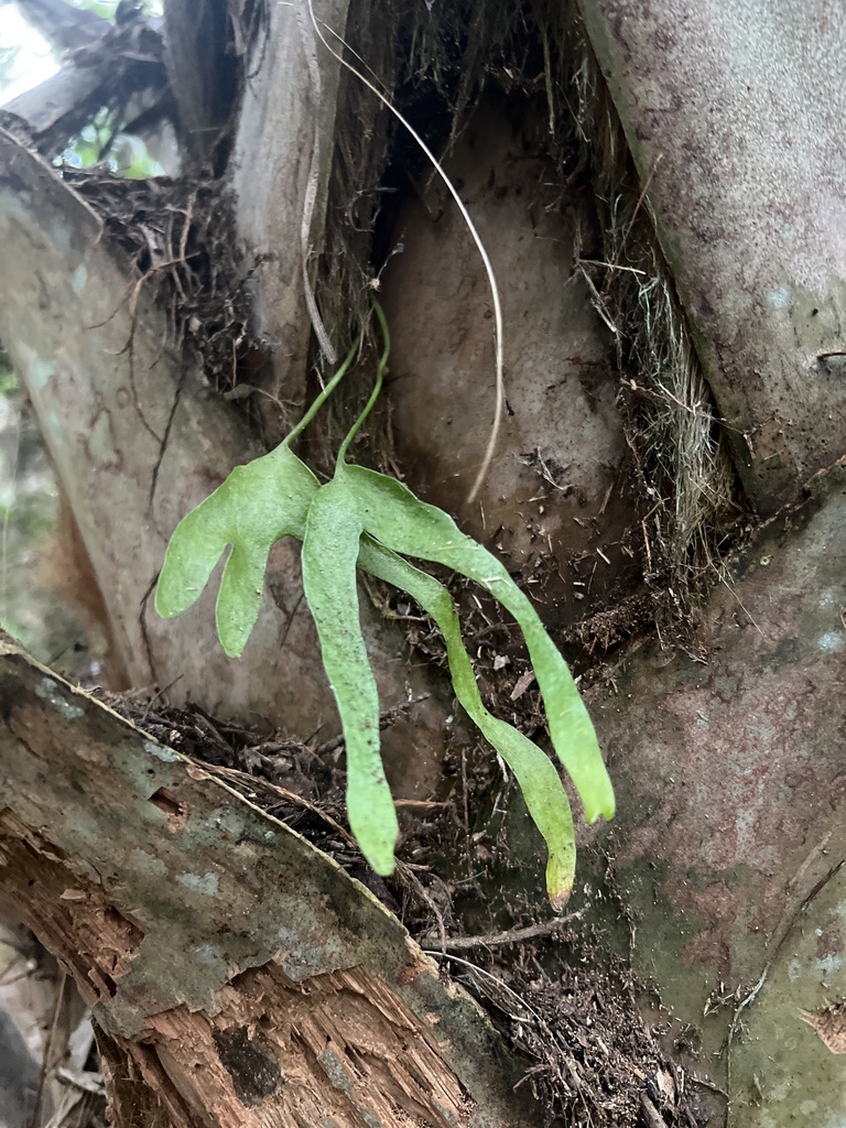 hand fern in December 2023 by Susan Fawcett · iNaturalist
