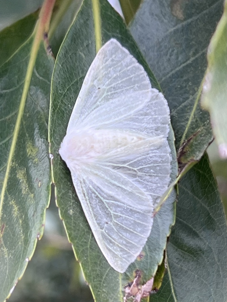 Black V Moth from Lantau South Country Park, Lantau Island, New ...