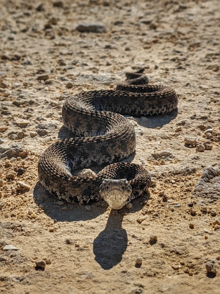 Pygmy Rattlesnake from Fort Walton Beach, FL 32547, USA on October 16 ...
