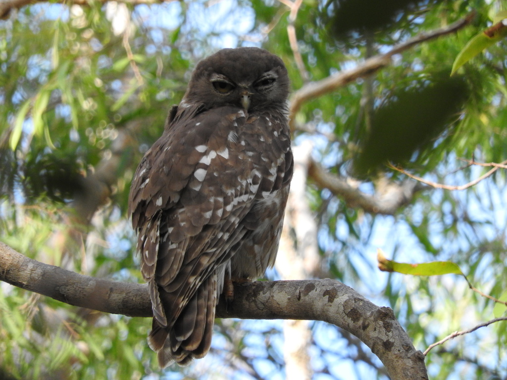 Barking Owl from Lakefield QLD 4892, Australia on August 1, 2015 at 04: ...