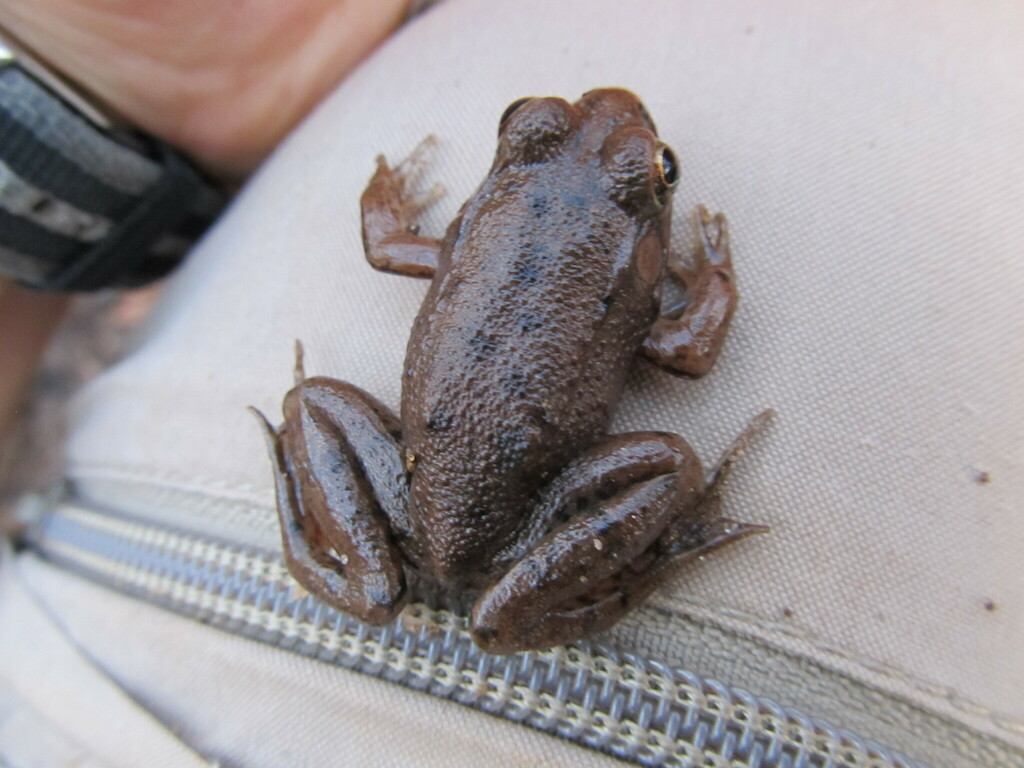 Green Frog from Athens, GA, USA on January 12, 2013 at 05:57 PM by ...