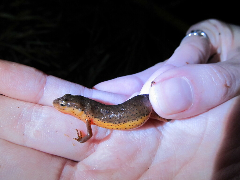 Eastern Newt from Athens, GA, USA on January 29, 2013 at 10:25 PM by ...