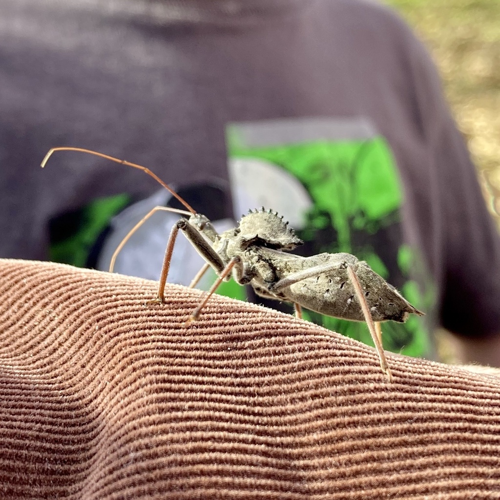 North American Wheel Bug from Winsted Dr, Dallas, TX, US on December 13 ...