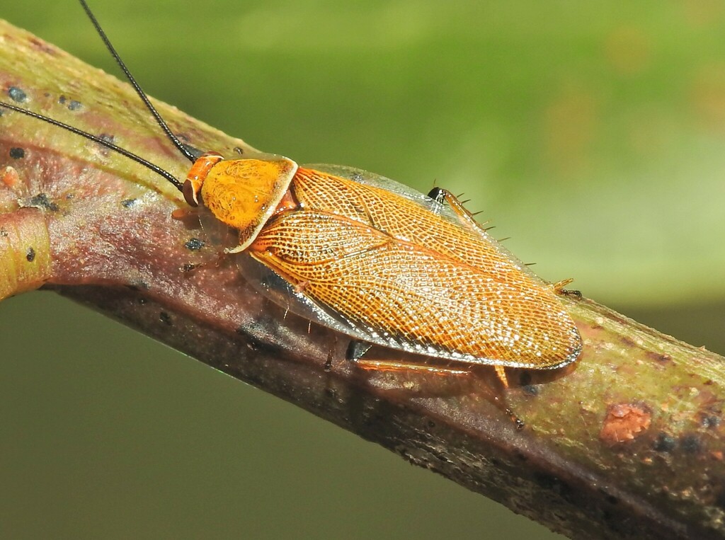 Ellipsidion from Talegalla Weir QLD 4650, Australia on December 13 ...