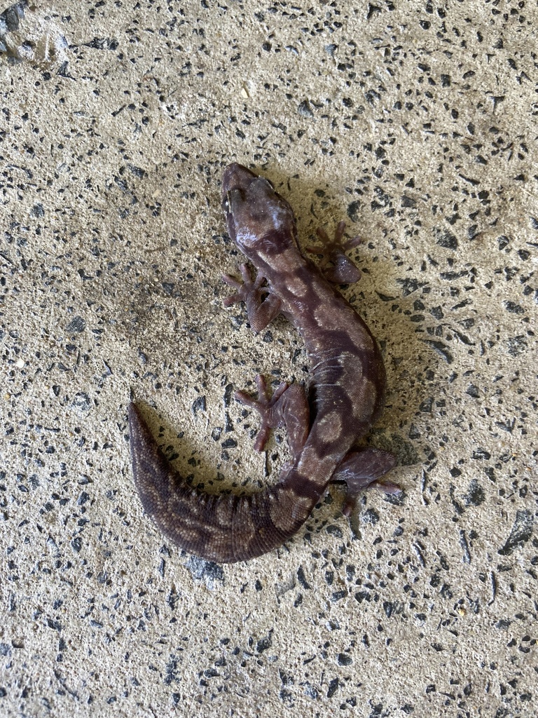 Robust Velvet Gecko from Cooranbong Public School, Cooranbong, NSW, AU ...