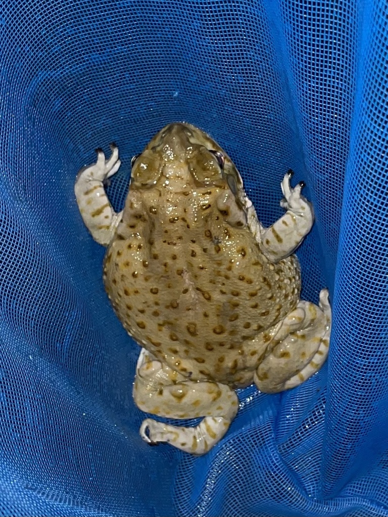 Sonoran Desert Toad in August 2023 by mschank118. Not sure if it’s ...