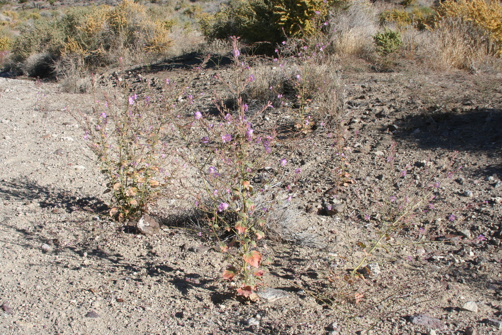 Cane Spring Suncup from Nye County, NV, USA on October 10, 2023 at 09: ...