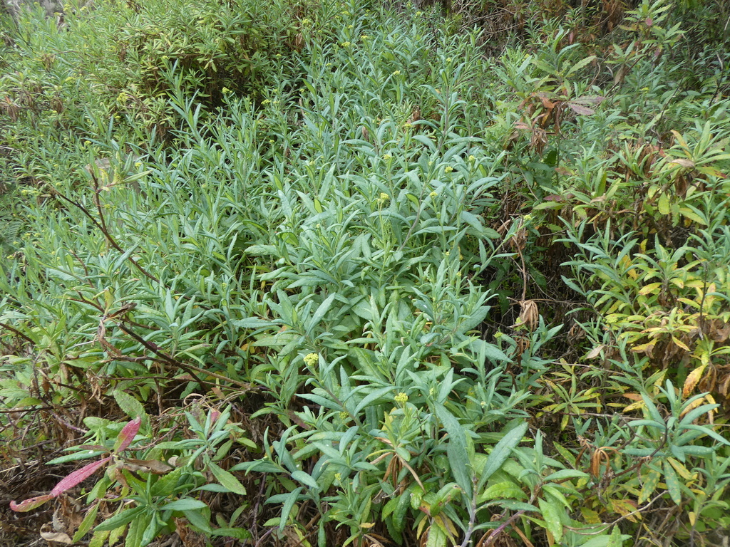 Scented Groundsel from Surprise Bay TAS 7256, Australia on November 28 ...