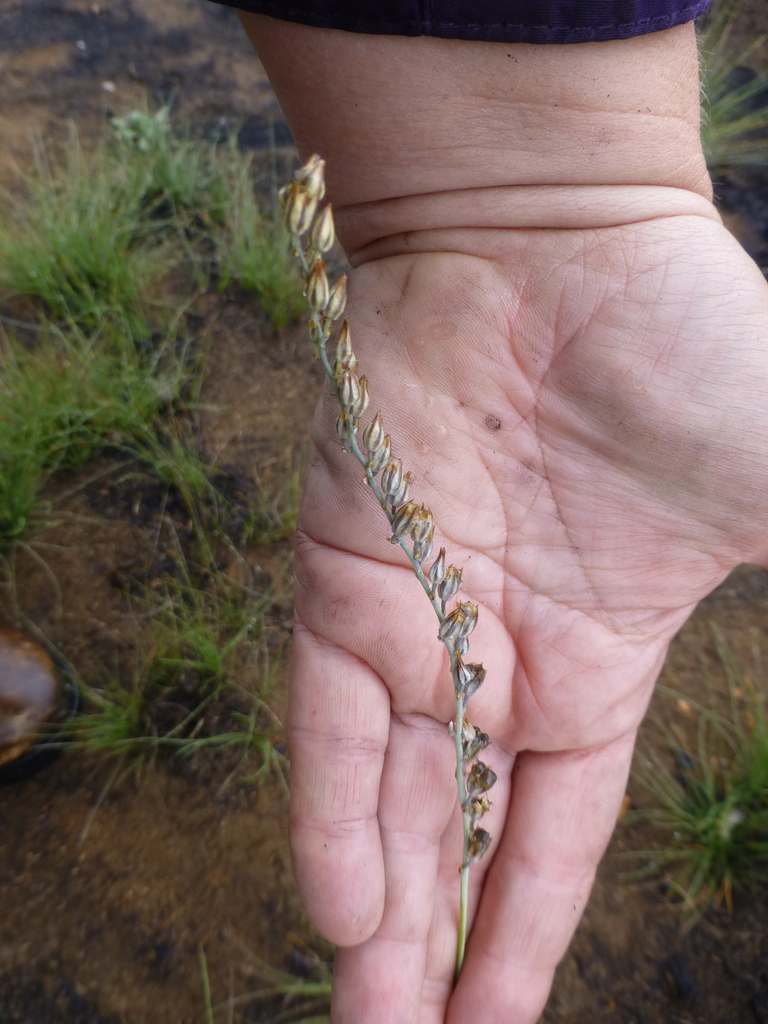 Assegaai Woolseed from Paarl Mountain Nature Reserve, Paarl, 7620 ...