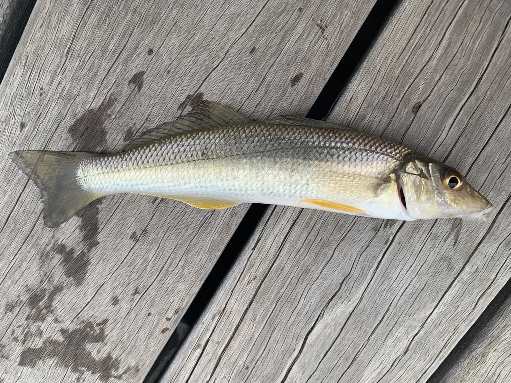 Goldenline Whiting (Reefblitz marine species of Queensland 2023 ...