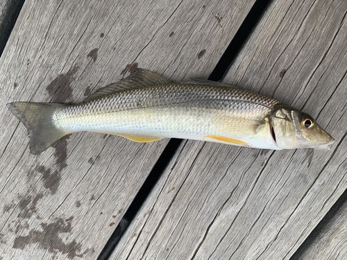 Goldenline Whiting (Reefblitz marine species of Queensland 2023 ...