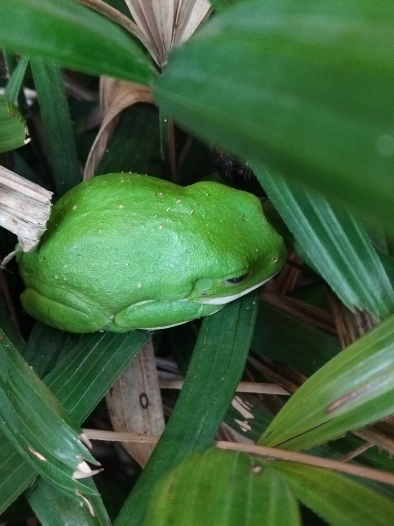 Mexican Giant Tree Frog from carretera escuinapa-teacapan km 14, 82532 ...