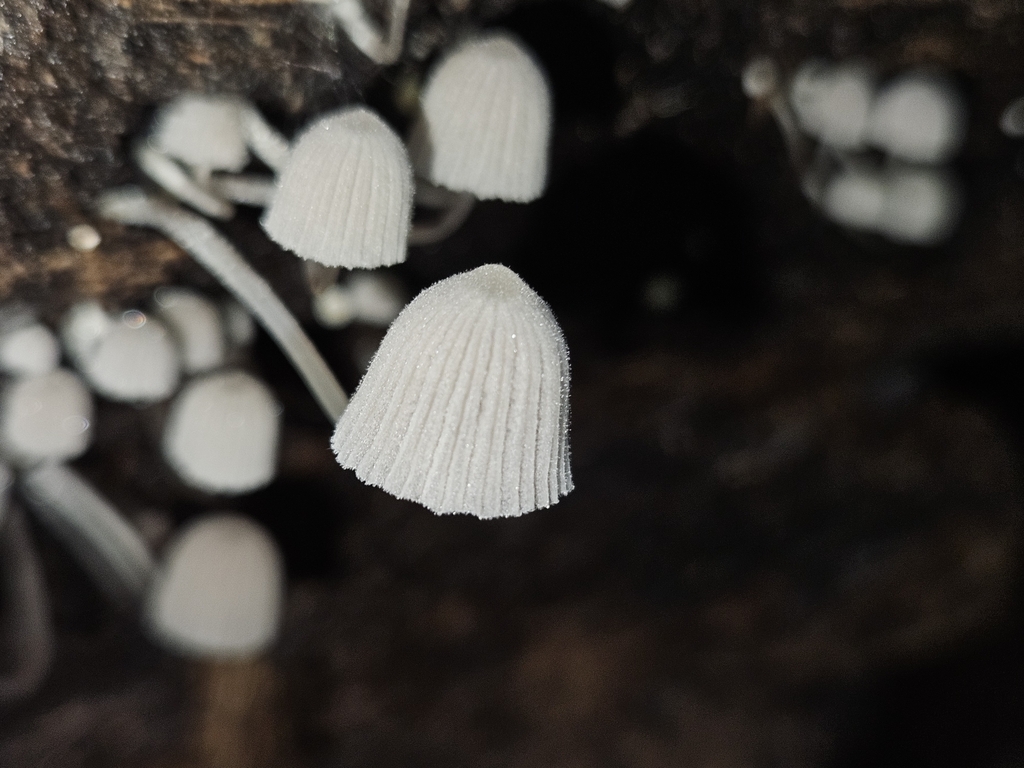 Coprinellus sect. Disseminati from Maynas, PE-LO, PE on December 11 ...