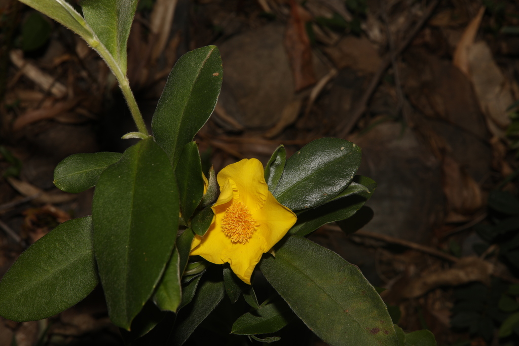 Climbing Guinea flower from Jackadgery NSW 2460, Australia on December 10, 2023 at 11:02 PM by ...
