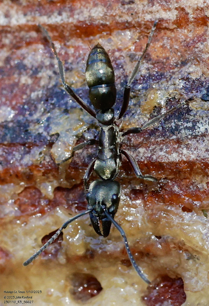 Hairy Panther Ant from Mission, TX, USA on January 10, 2023 at 01:27 PM ...