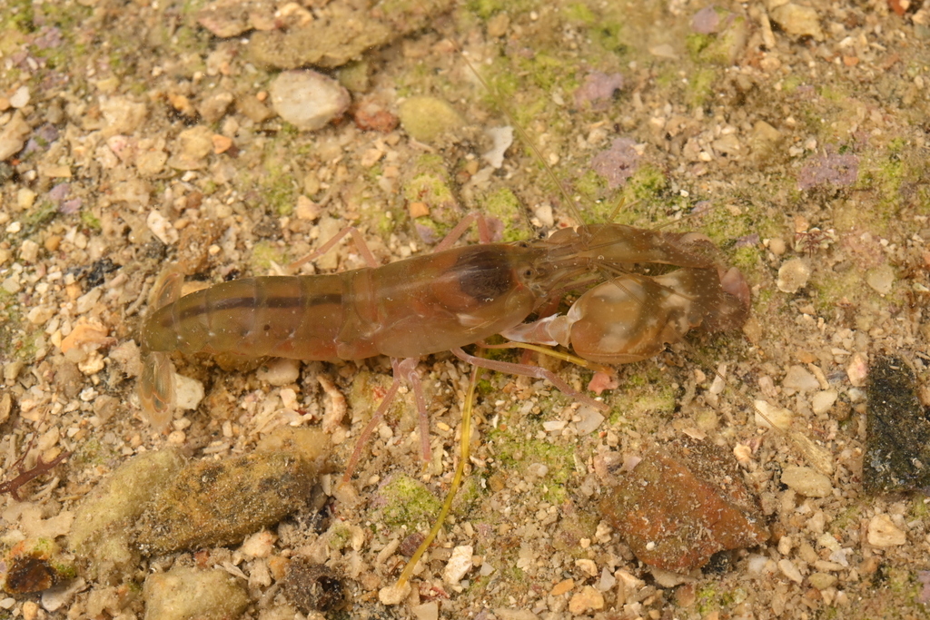 Alpheus from 中国三亚市吉阳区东海角 邮政编码: 572004 on December 14, 2023 at 12:35 PM ...